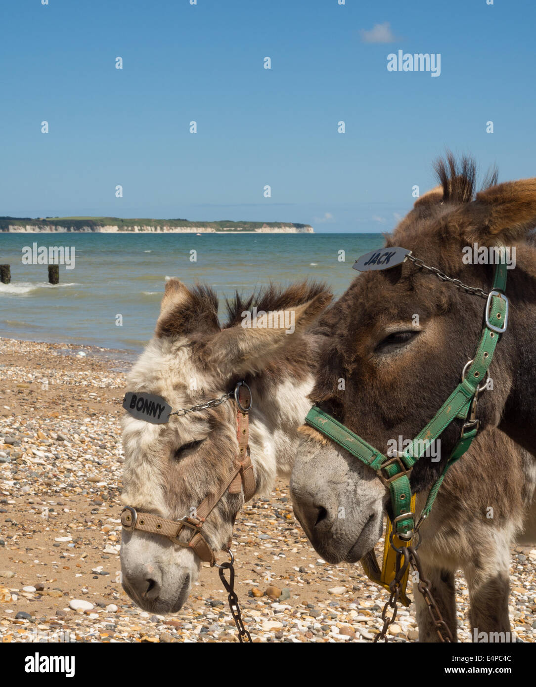 Donkeys On Beach At Seaside High Resolution Stock Photography and ...