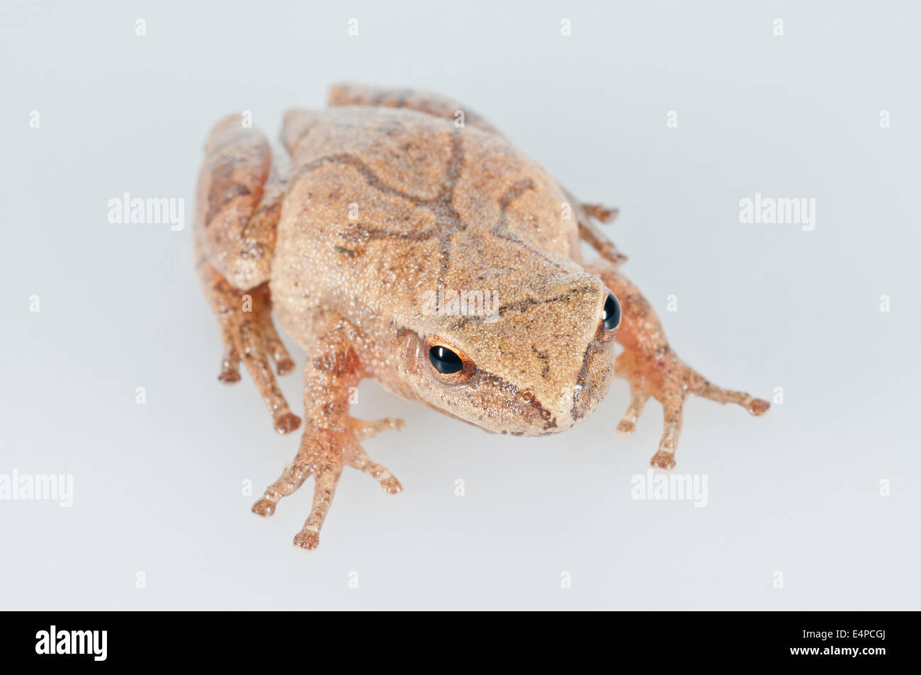 Northern spring peeper, Pseudacris crucifer, native to eastern USA and ...