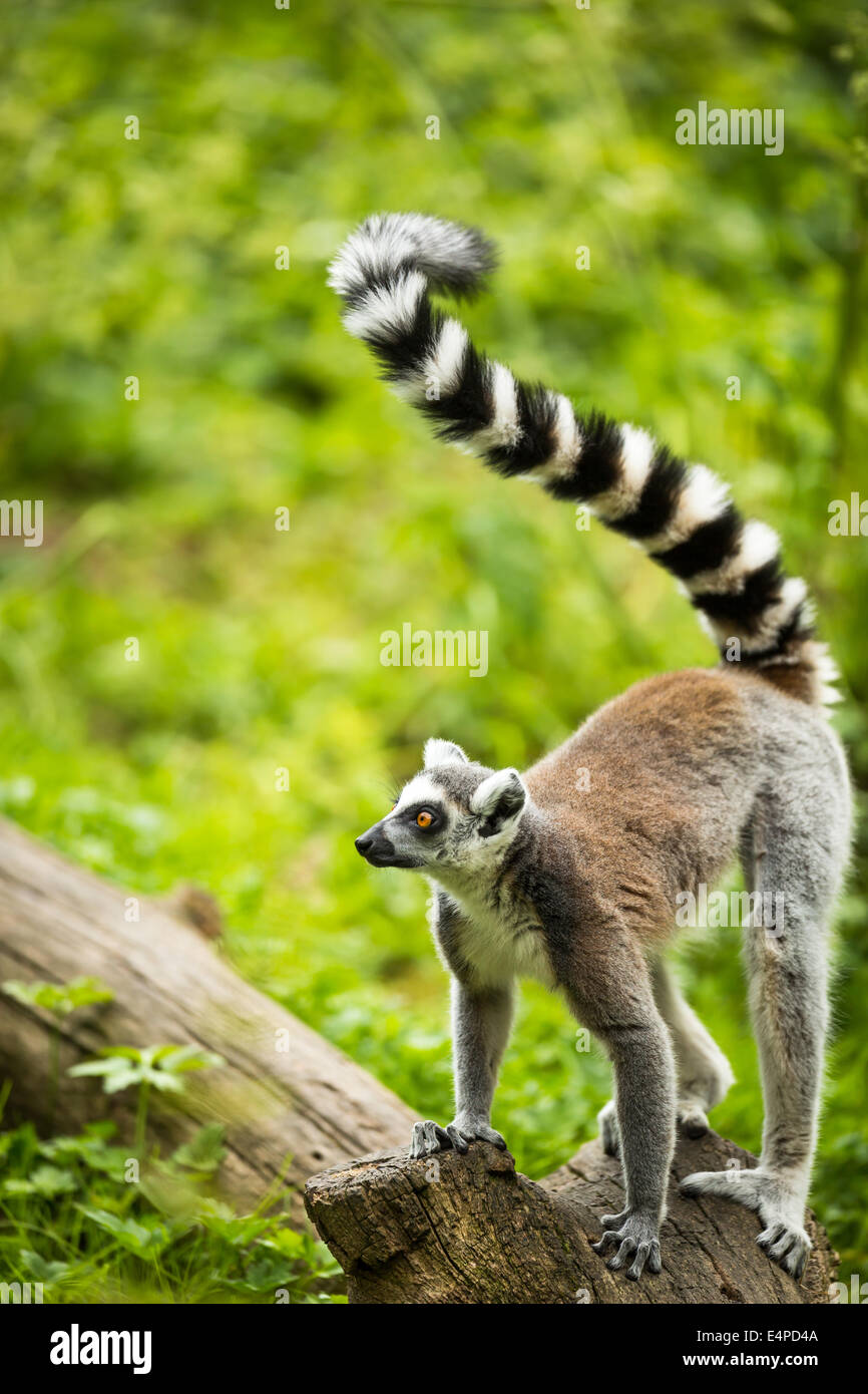 Lemur kata (Lemur catta Stock Photo - Alamy