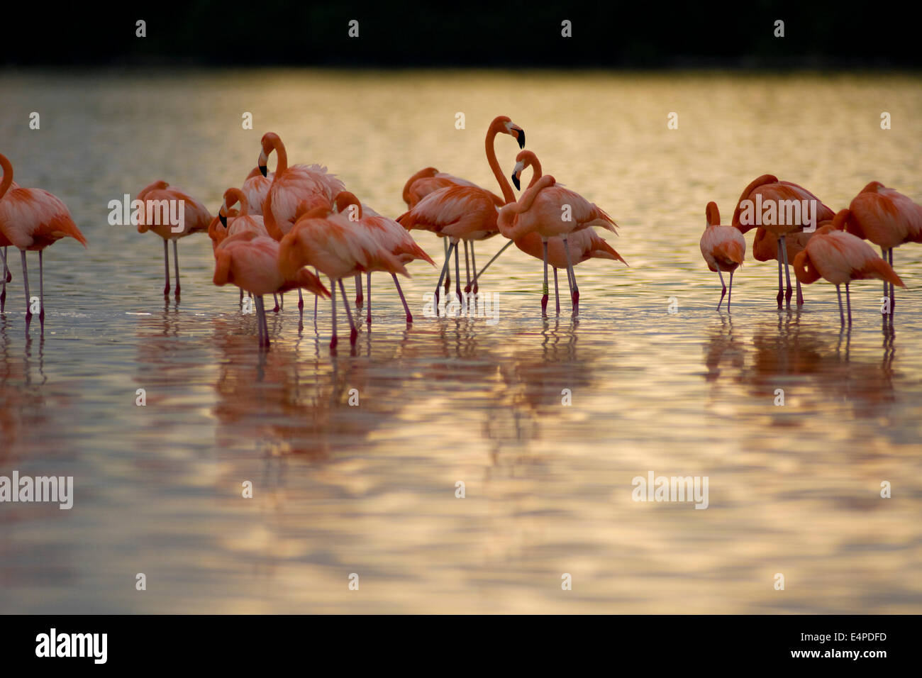 American flamingos (Phoenicopterus ruber), Celestún Biosphere Reserve ...