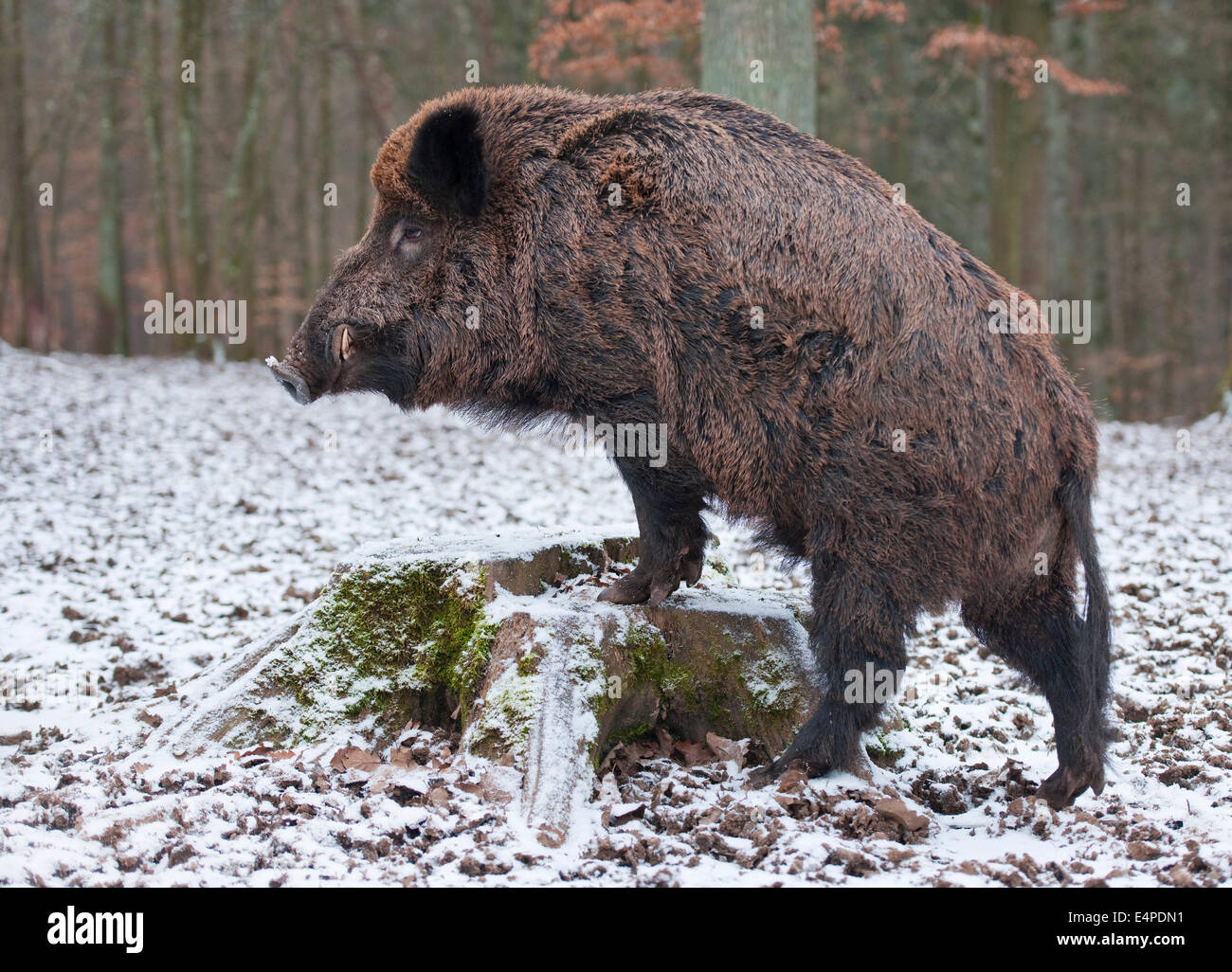 Wild Boar (Sus scrofa), boar with winter coat, on a tree stump, captive ...