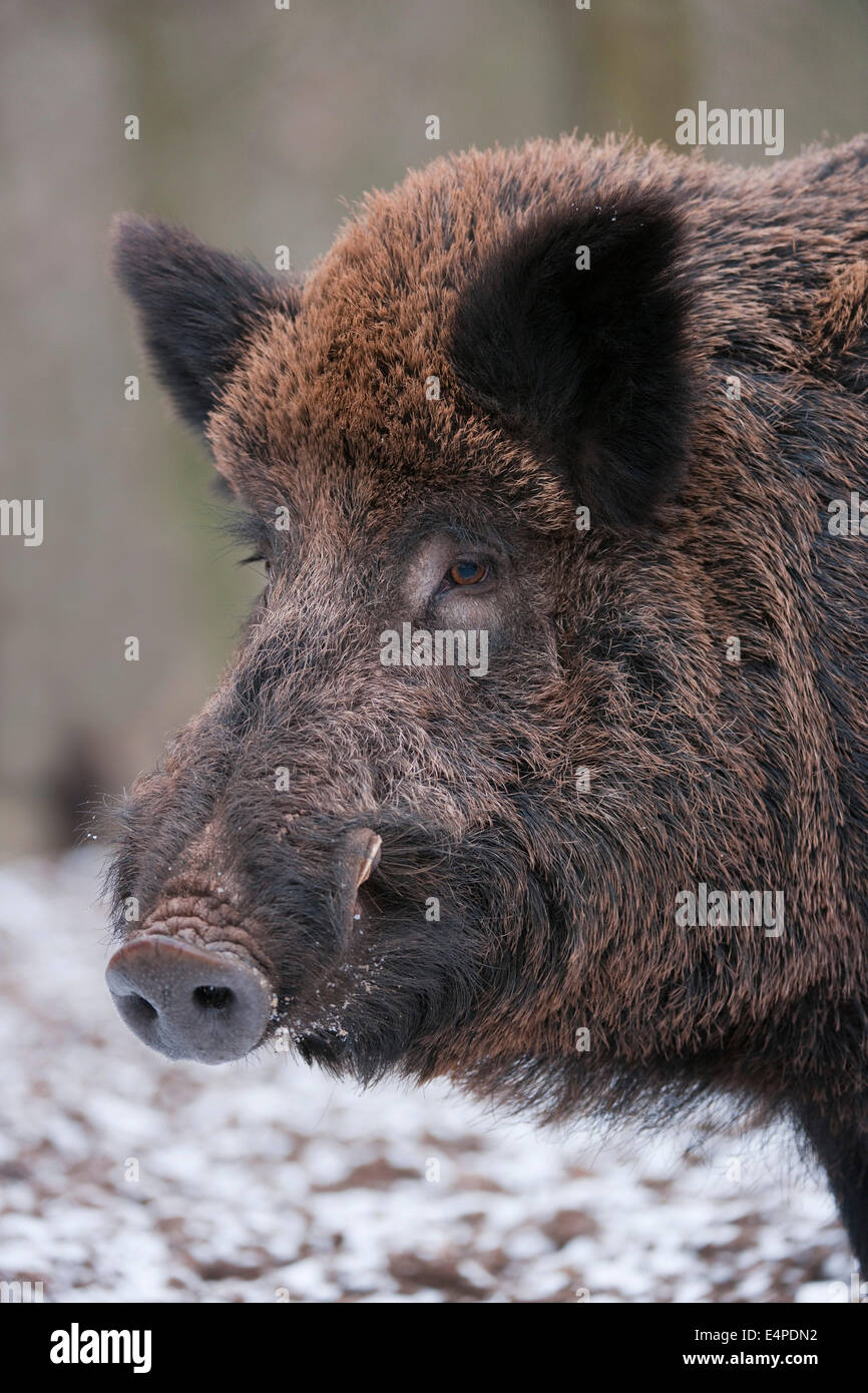 Wild Boar (Sus scrofa), boar, captive, Bavaria, Germany Stock Photo - Alamy