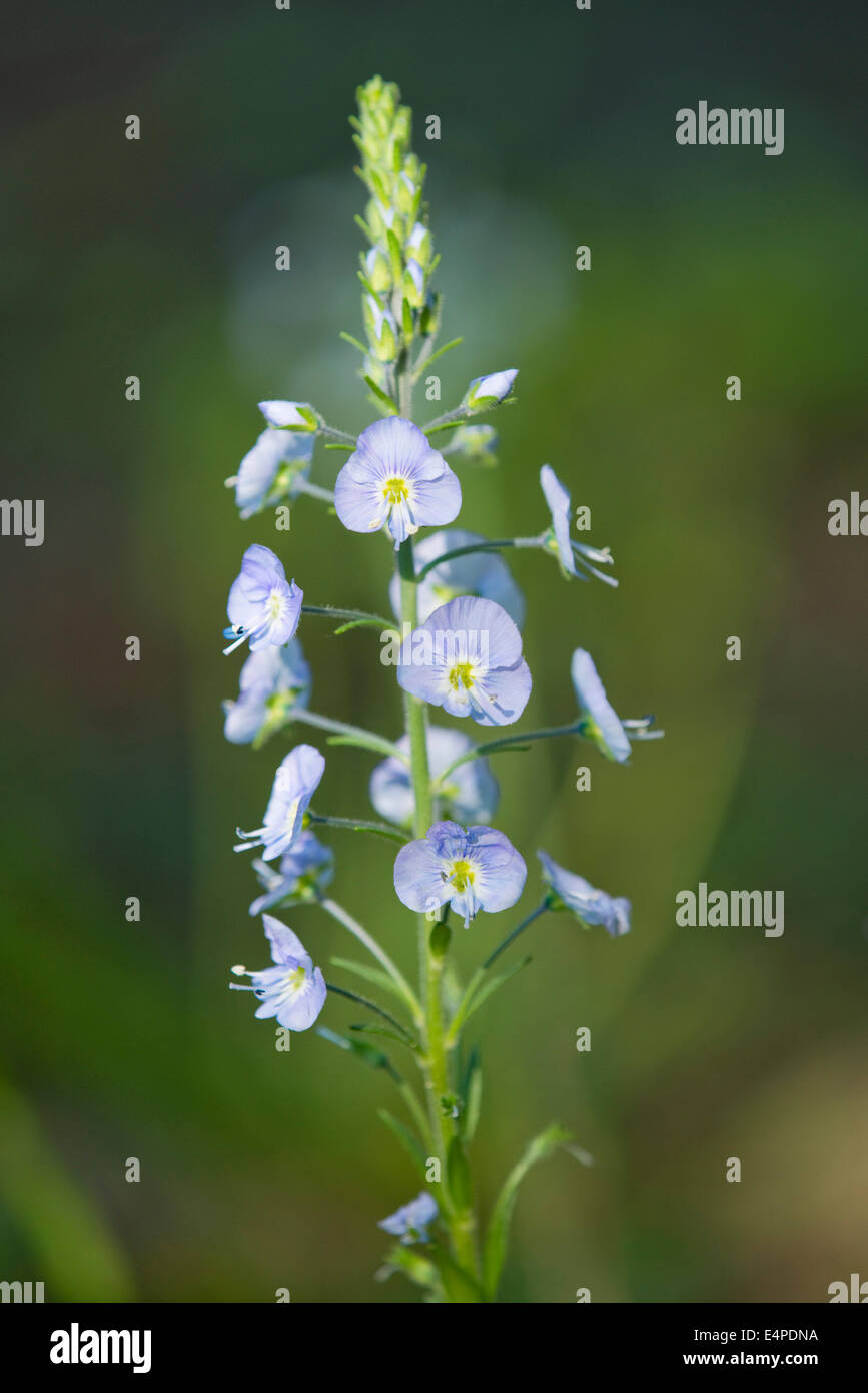 Gentian speedwell veronica gentianoides flowers hi-res stock ...