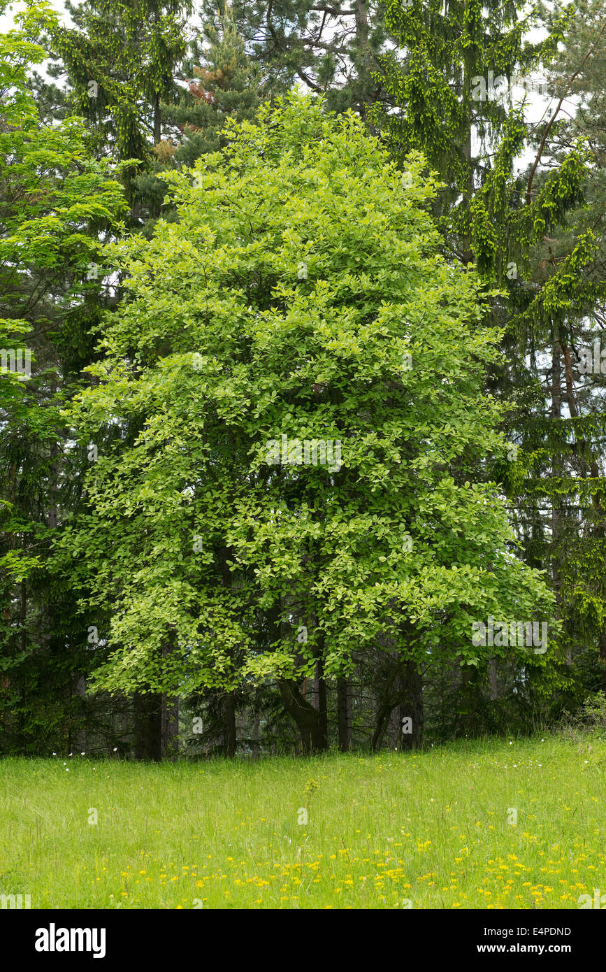 Whitebeam hi-res stock photography and images - Alamy