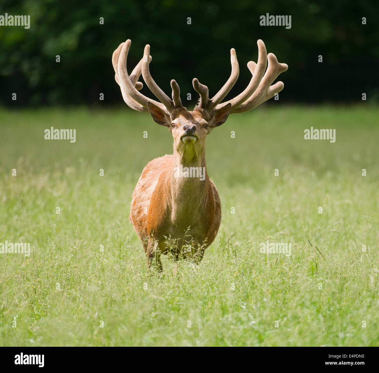 Deer antlers velvet hi-res stock photography and images - Alamy