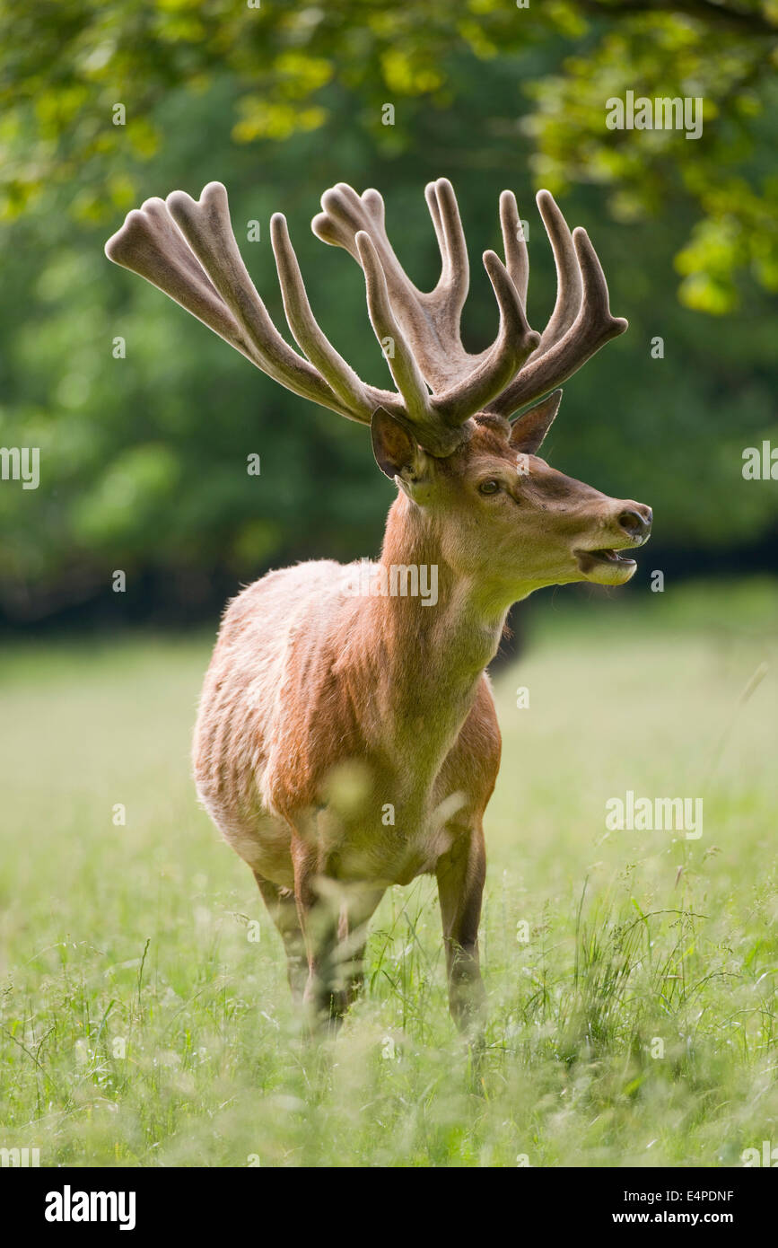 Red Deer (Cervus elaphus) with velvet antler, captive, Bavaria, Germany ...