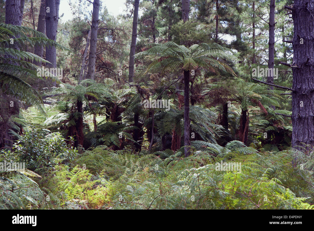 Native bush forest dense hi-res stock photography and images - Alamy