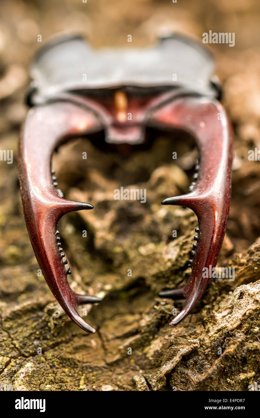 Stag horn oak tree hi-res stock photography and images - Alamy