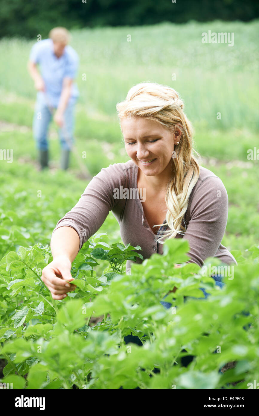 Couple Working In Field On Organic Farm Stock Photo - Alamy