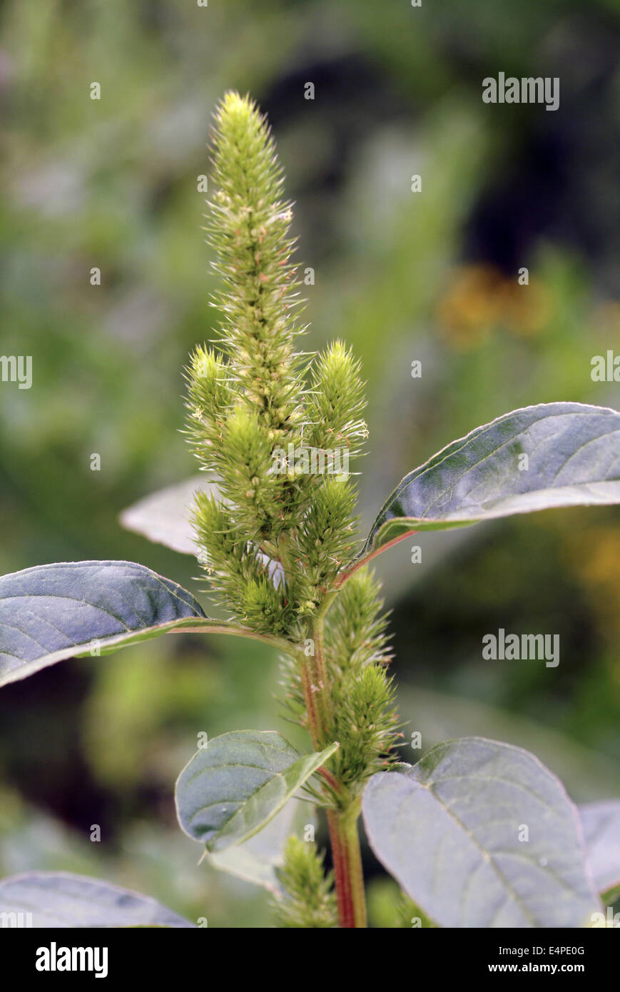 Amaranth plants hi-res stock photography and images - Alamy