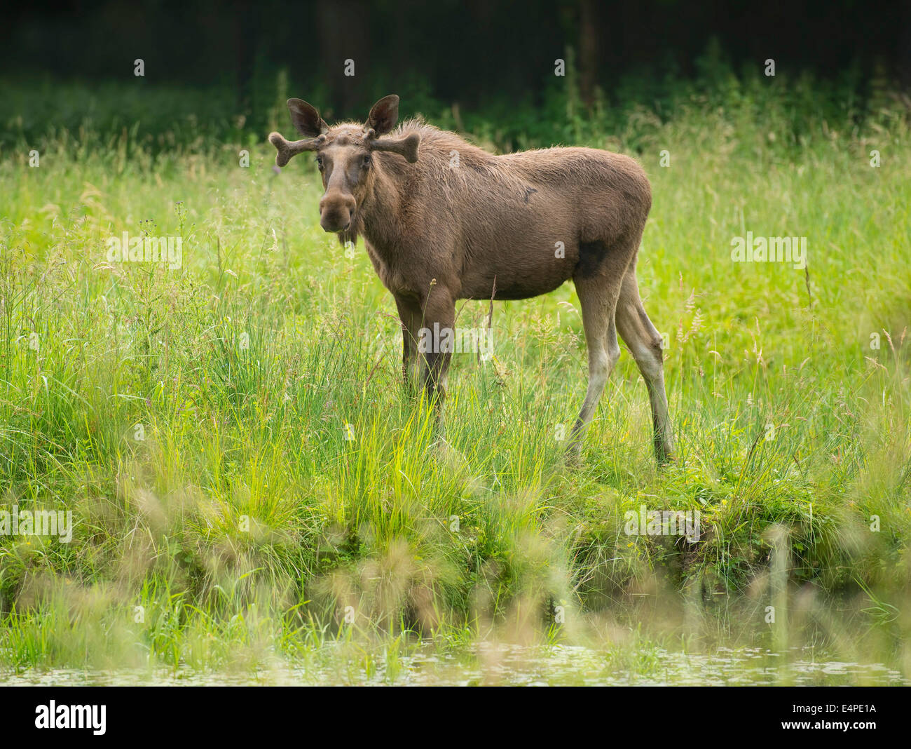 Eurasian Elk or Moose (Alces alces), young bull moose with antlers in ...