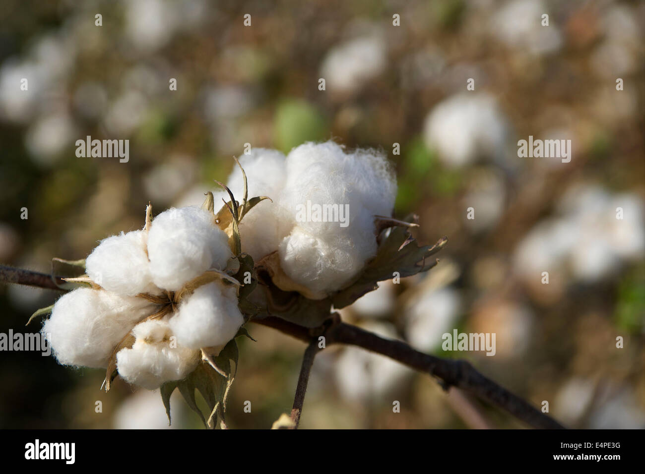Cotton plant hi-res stock photography and images - Alamy