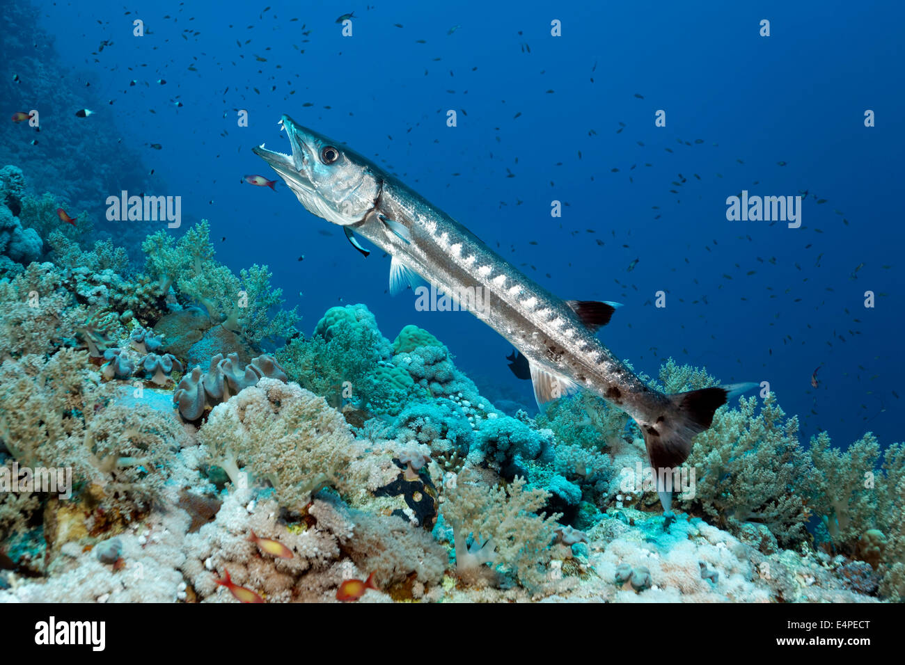 Blue Barracudas