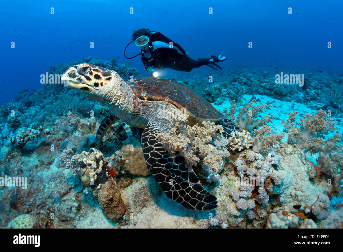 Scuba diver watching a Loggerhead Sea Turtle (Caretta caretta) at the ...