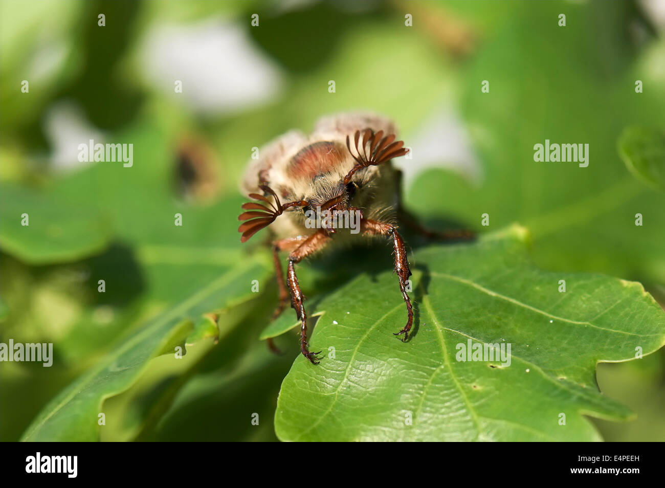 Cockchafer (Melolontha melolontha) on a leaf, Diersfordter Forest ...