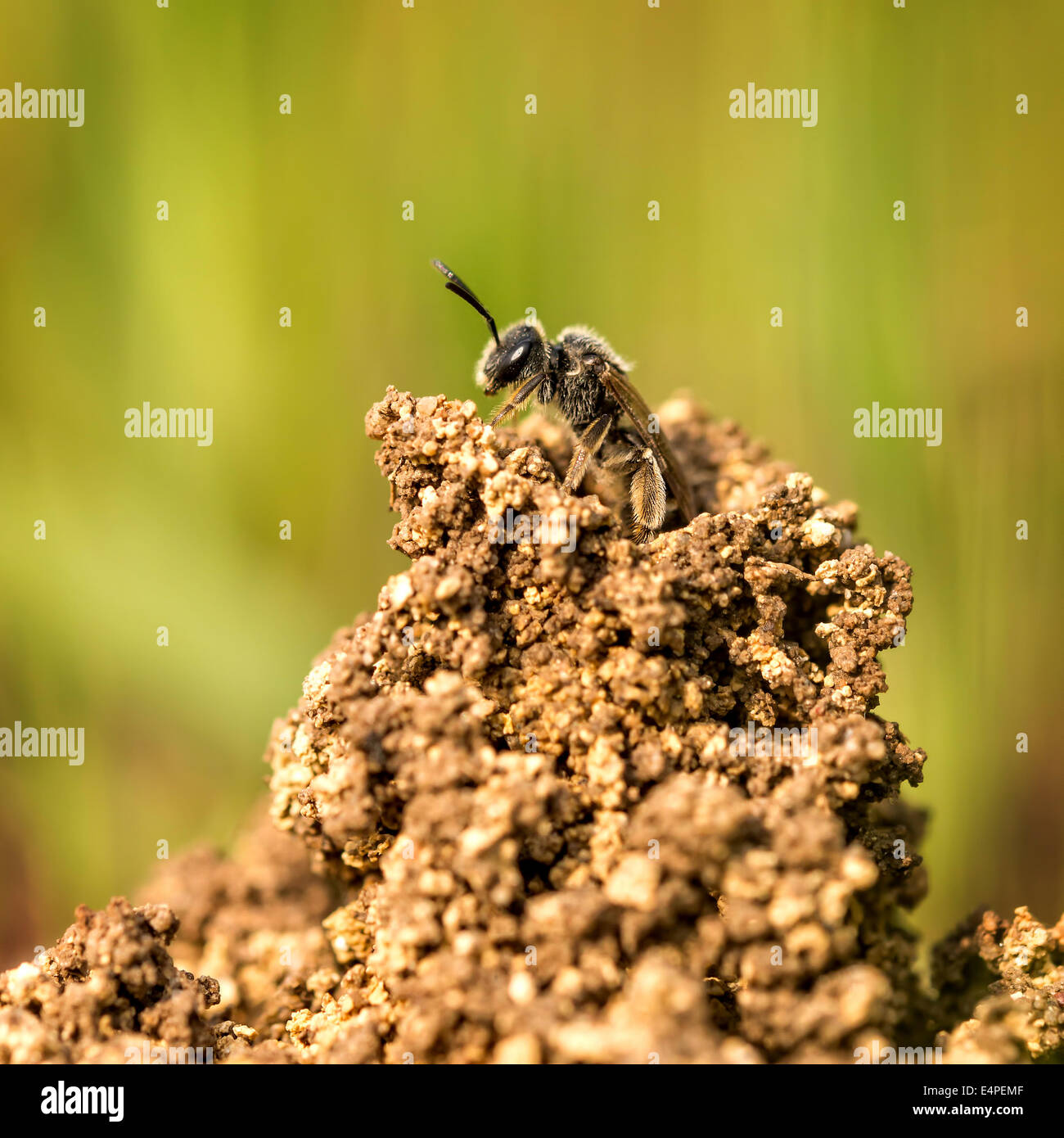 Entomological fauna hi-res stock photography and images - Alamy