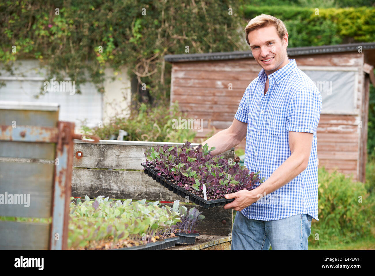 Farmer Planting Seedlings On Organic Farm Stock Photo - Alamy