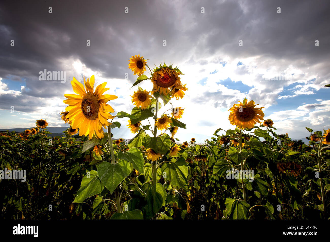 Sunflowers blue sky hi-res stock photography and images - Alamy