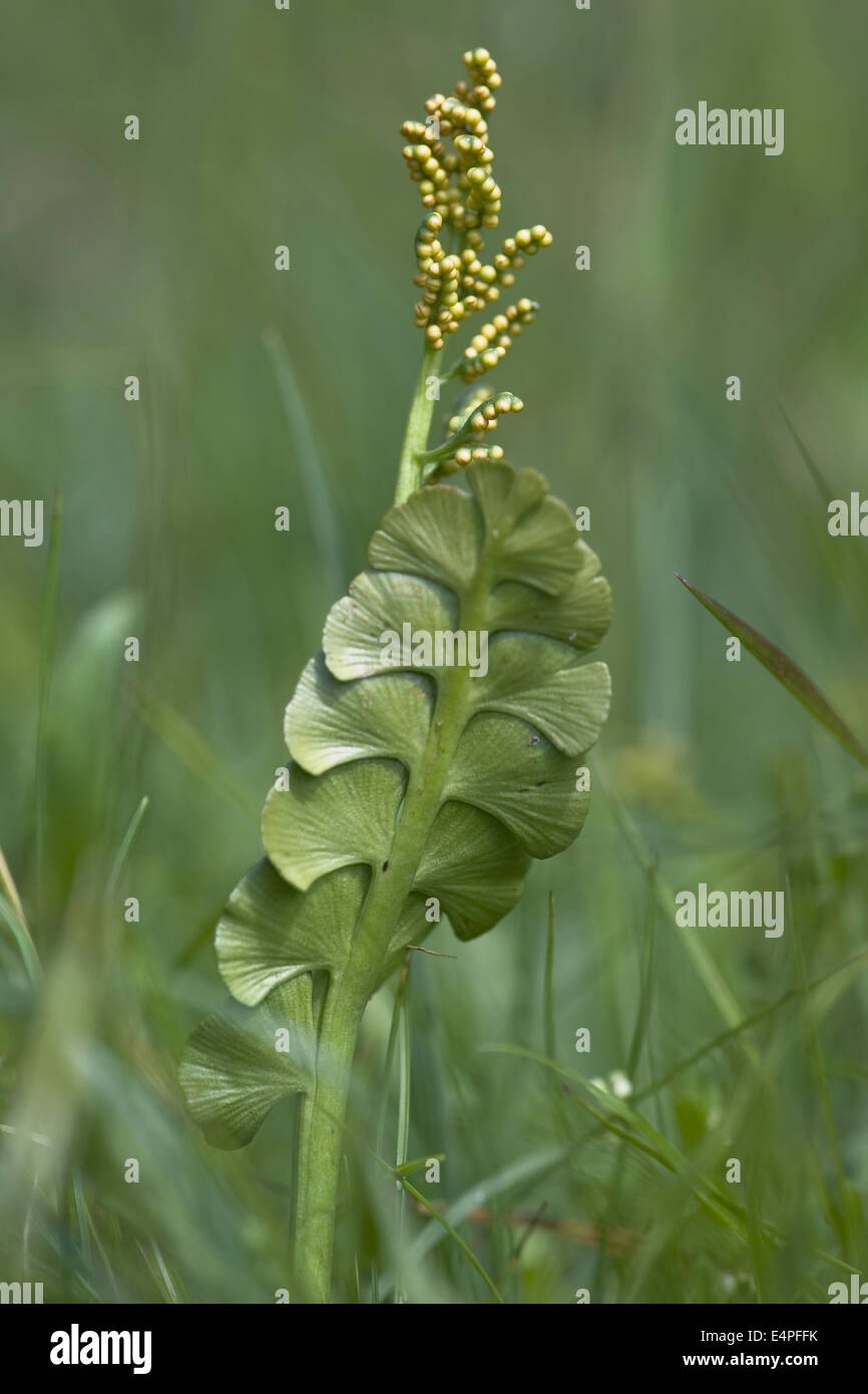 Moonwort fern hi-res stock photography and images - Alamy