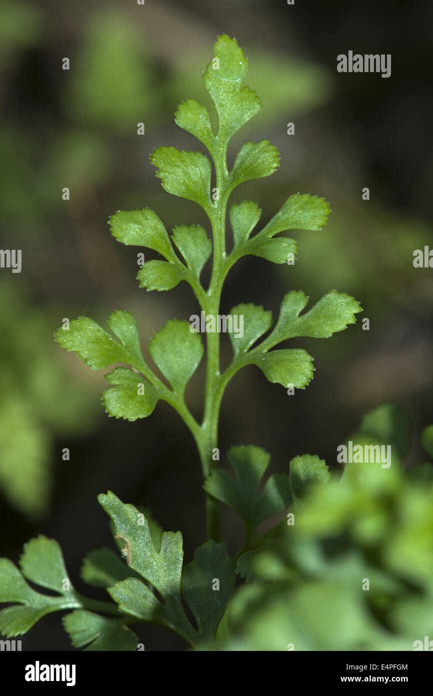 wall-rue, asplenium ruta-muraria Stock Photo - Alamy