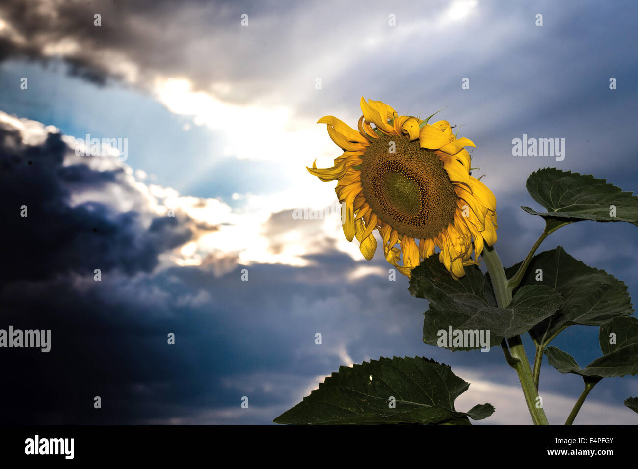 Sunflowers blue sky hi-res stock photography and images - Alamy