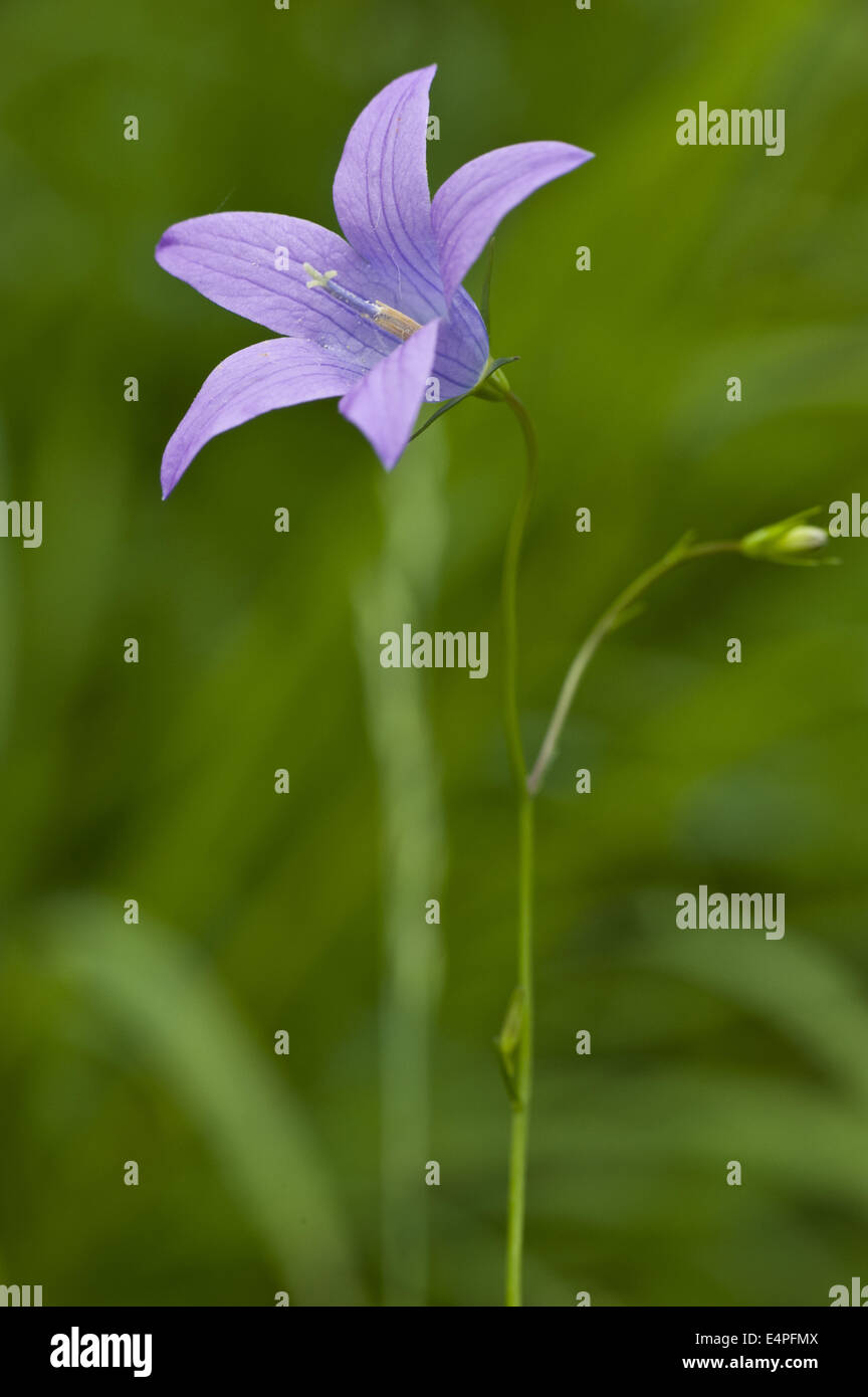 spreading bellflower, campanula patula Stock Photo - Alamy