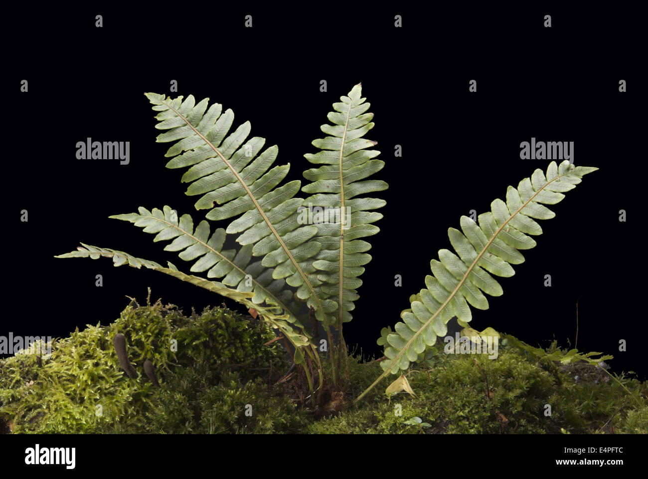 Crown fern hi-res stock photography and images - Alamy