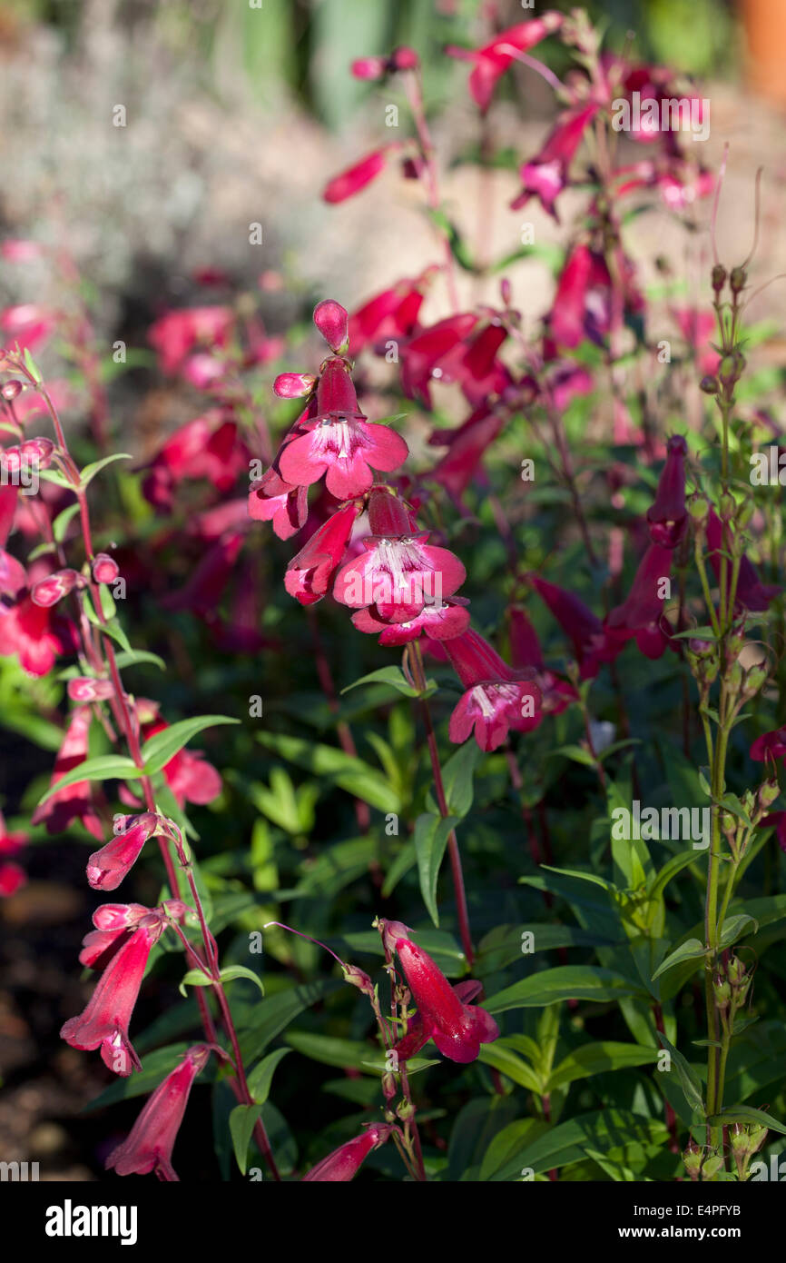 Pink ruby hi-res stock photography and images - Alamy