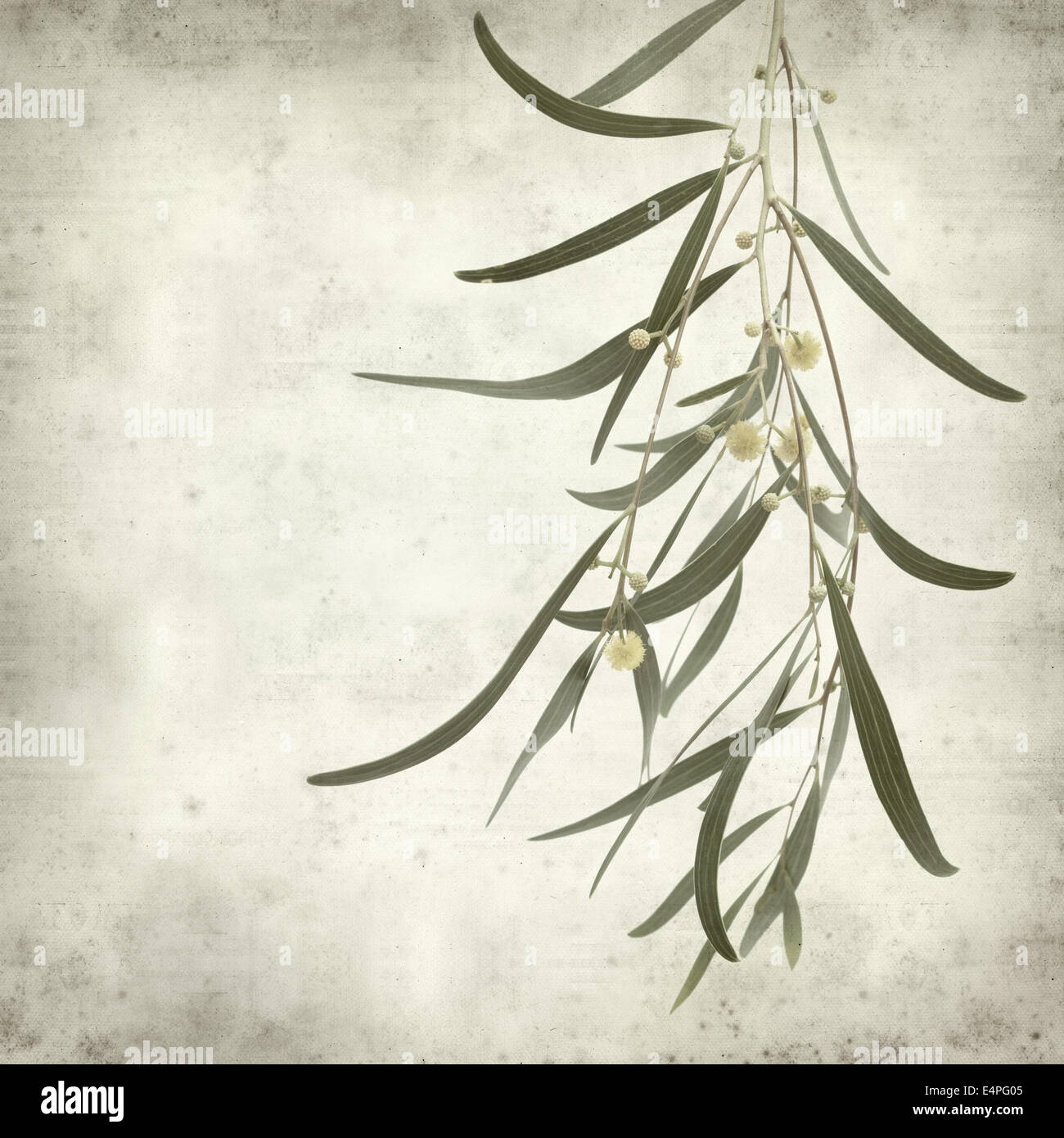 Old acacia hi-res stock photography and images - Alamy