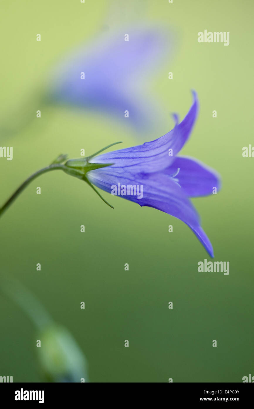 spreading bellflower, campanula patula Stock Photo - Alamy