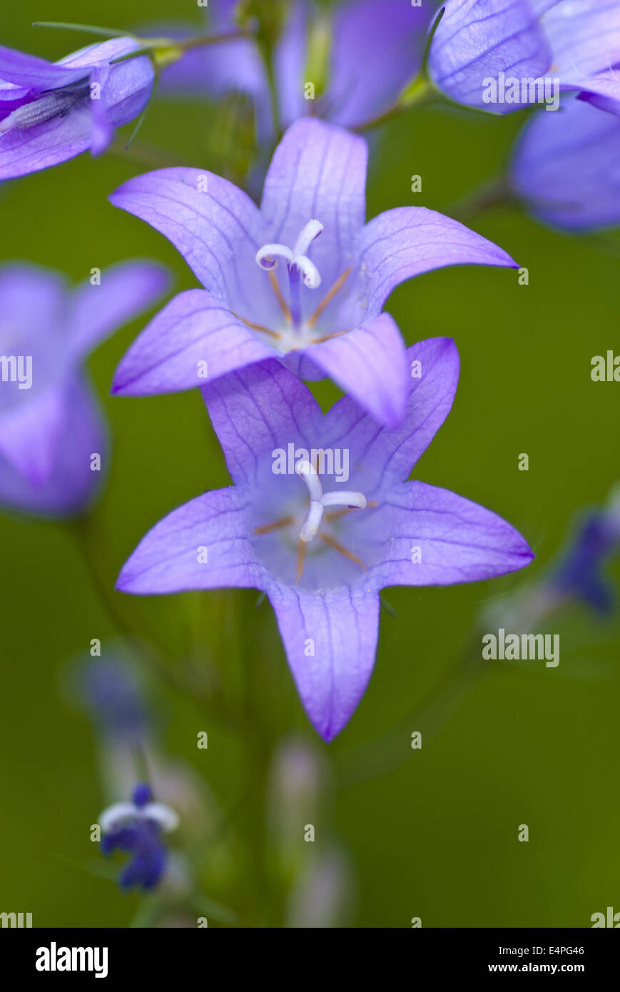 rampion bellflower, campanula rapunculus Stock Photo - Alamy