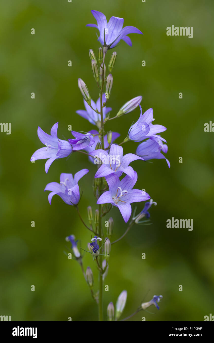 rampion bellflower, campanula rapunculus Stock Photo - Alamy