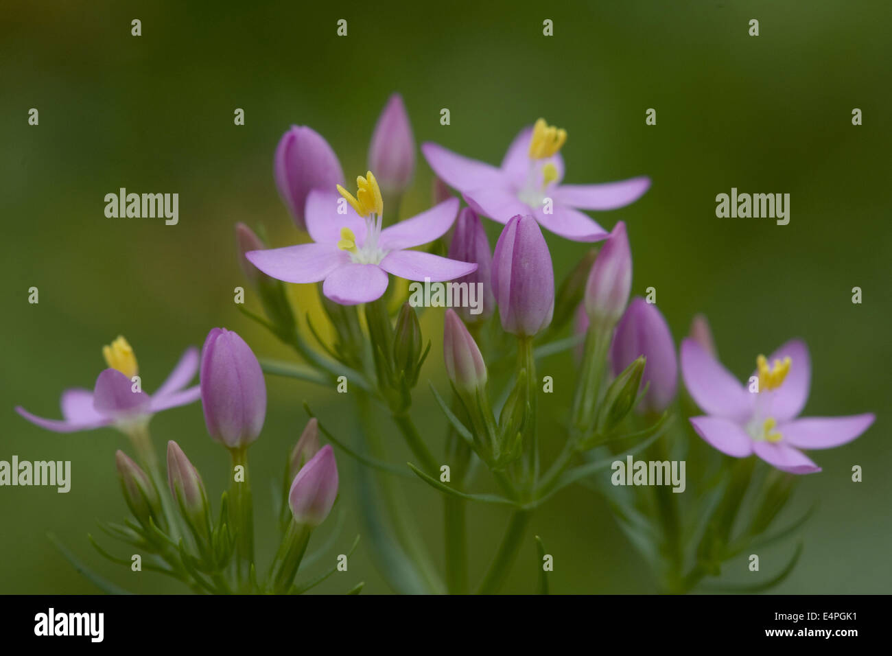 common centaury, centaurium erythraea Stock Photo - Alamy