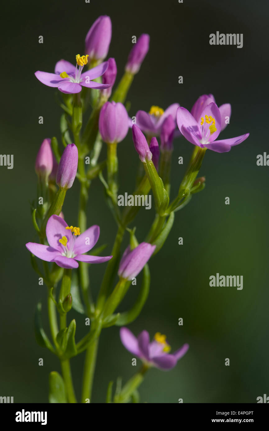 common centaury, centaurium erythraea Stock Photo - Alamy