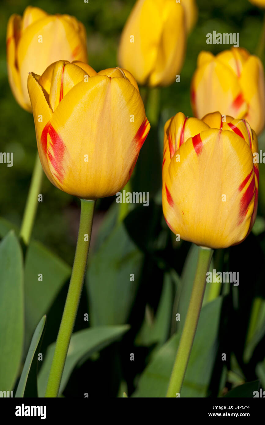 Giant Darwin Tulips Tulip Olympic Flame Stock Photo - Alamy