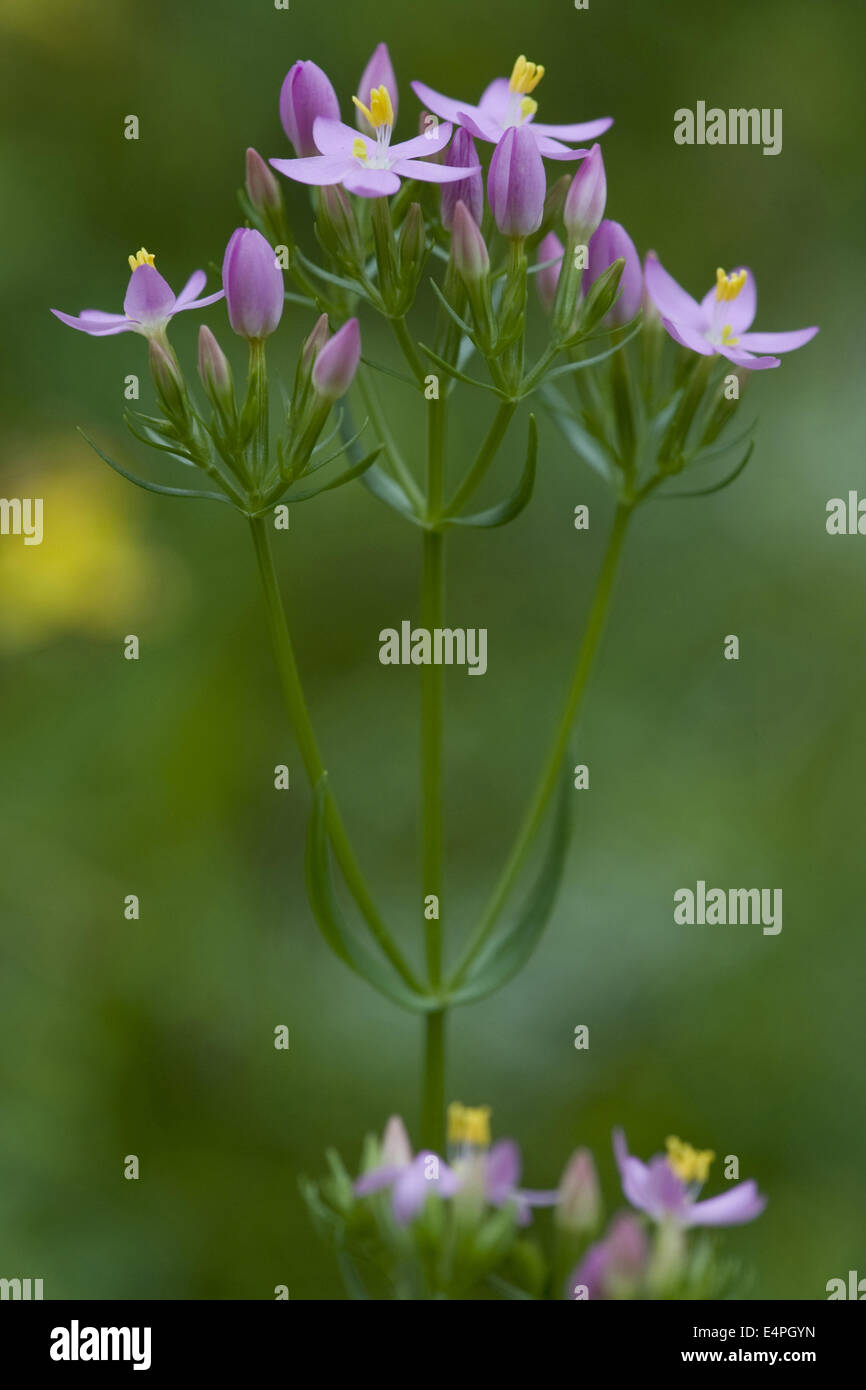 common centaury, centaurium erythraea Stock Photo - Alamy