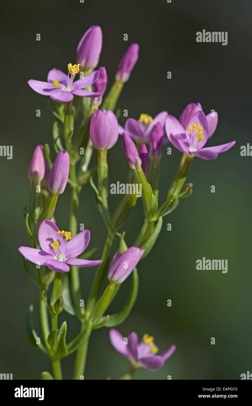 common centaury, centaurium erythraea Stock Photo - Alamy