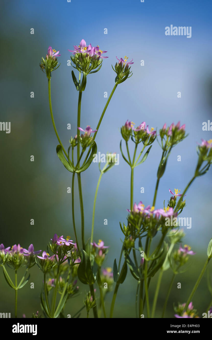 common centaury, centaurium erythraea Stock Photo - Alamy