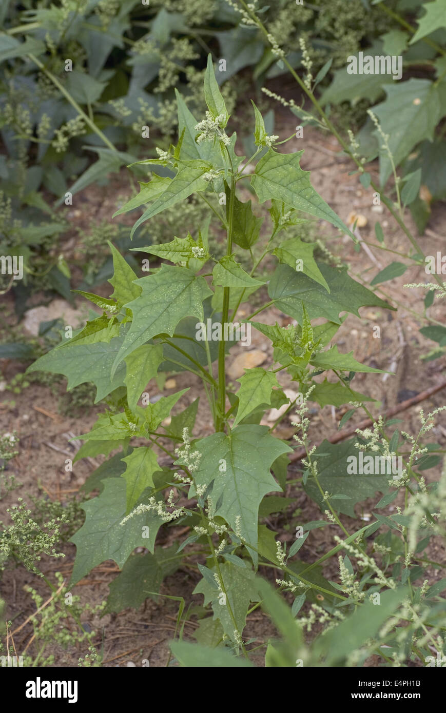 Chenopodium High Resolution Stock Photography and Images - Alamy