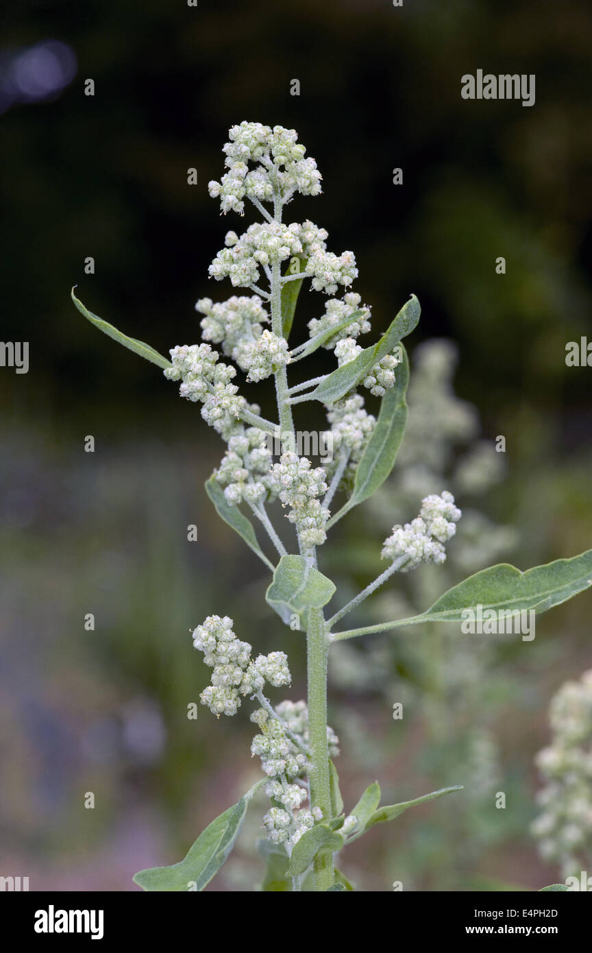 quinoa, chenopodium quinoa Stock Photo - Alamy