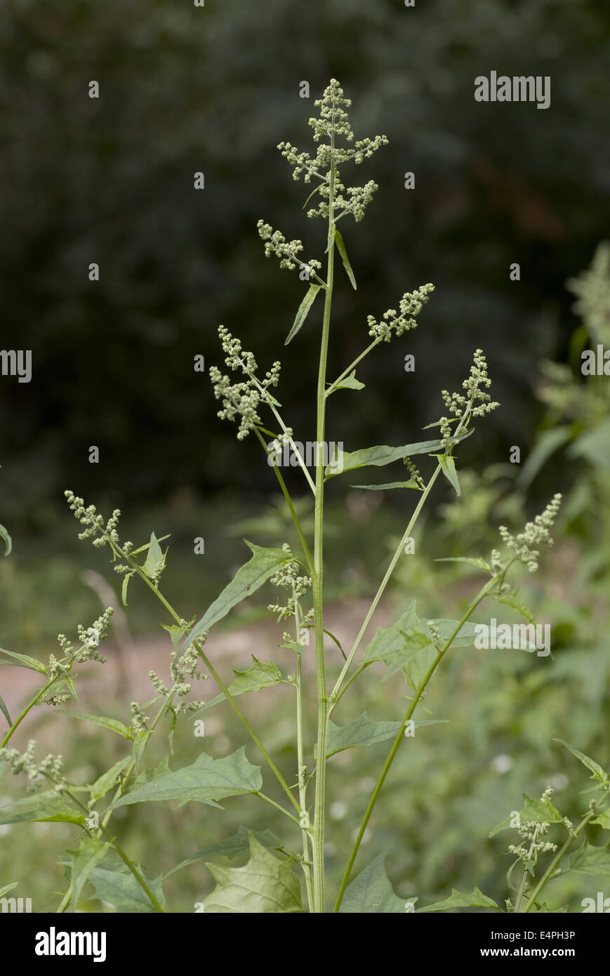 Chenopodium hi-res stock photography and images - Alamy