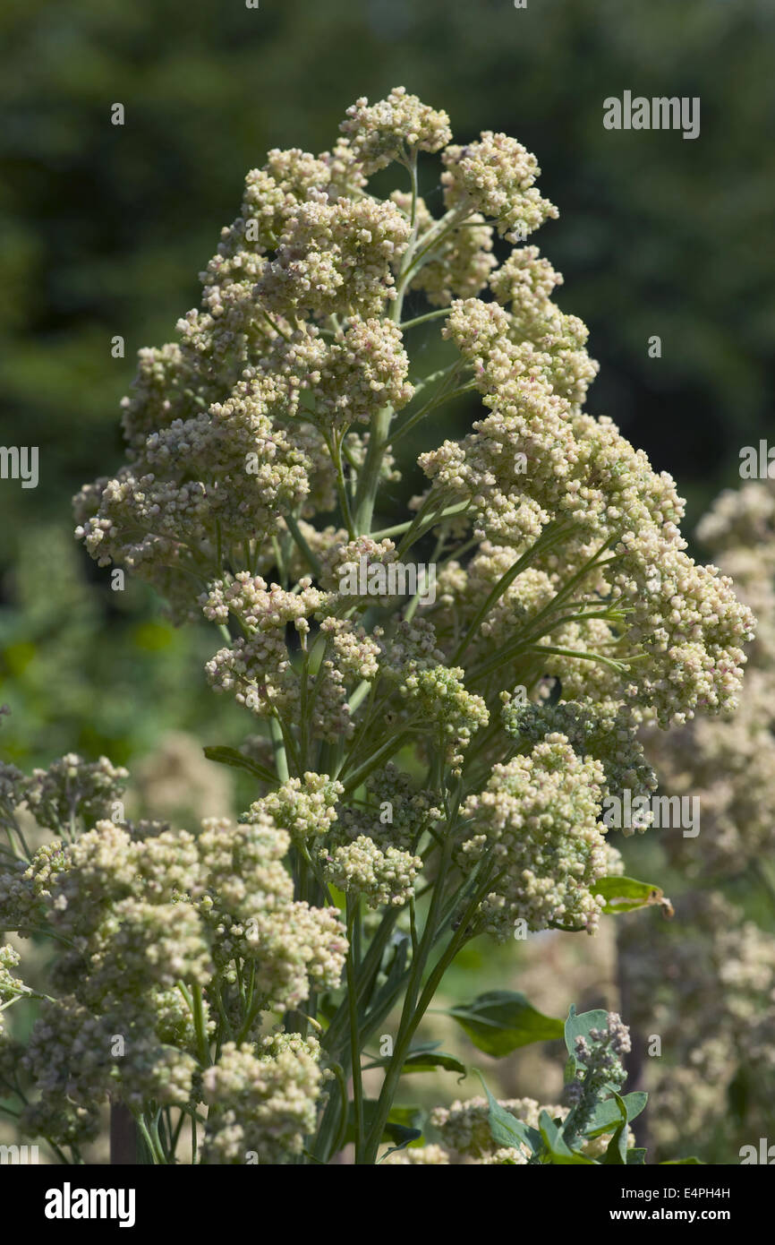 Chenopodium quinoa hi-res stock photography and images - Alamy