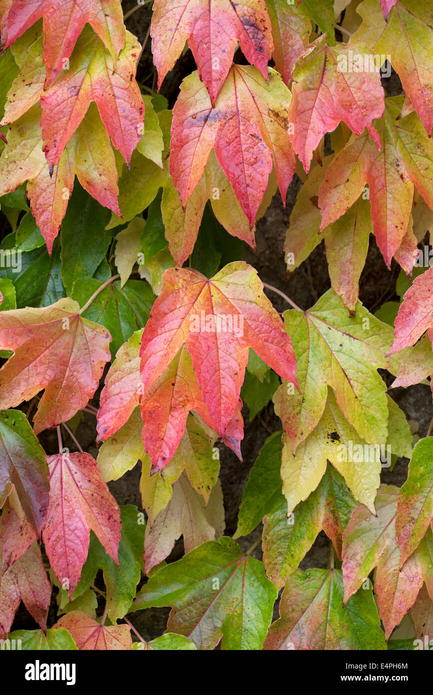 Parthenocissus tricuspidata hi-res stock photography and images - Alamy