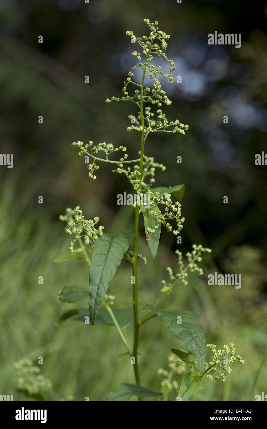 Chenopodium hybridum hi-res stock photography and images - Alamy
