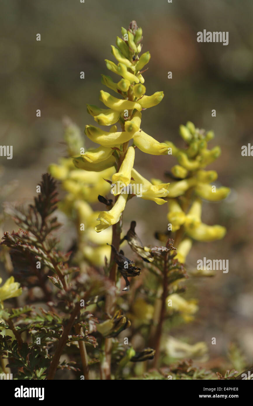 ferb-leaf corydalis, corydalis cheilanthifolia Stock Photo - Alamy