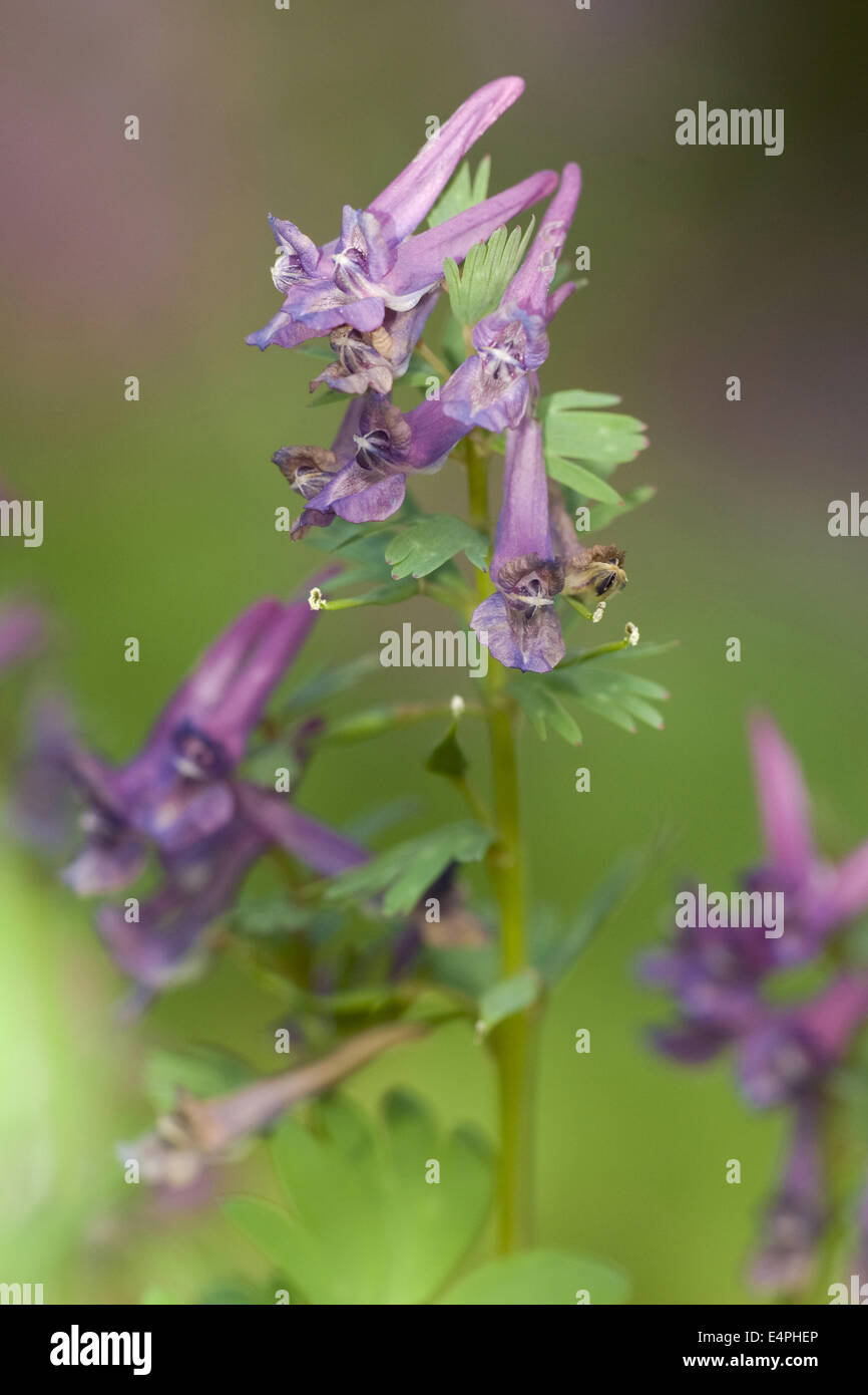 fumewort, corydalis solida Stock Photo - Alamy