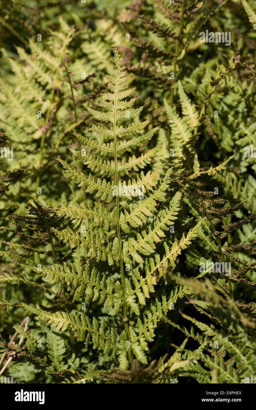 narrow buckler fern, dryopteris carthusiana Stock Photo - Alamy