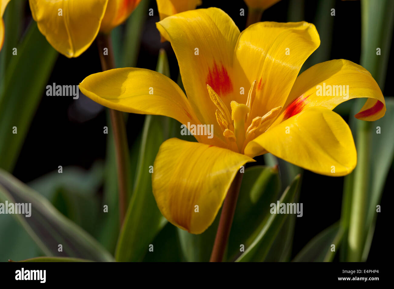 Dwarf flowering bulbs hi-res stock photography and images - Alamy