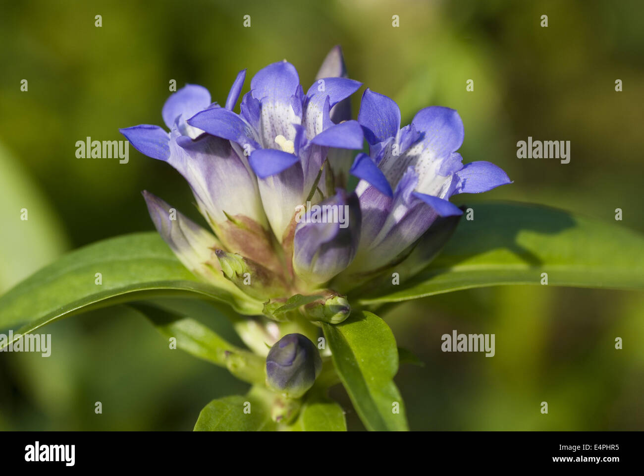 cross gentian, gentiana cruciata Stock Photo - Alamy
