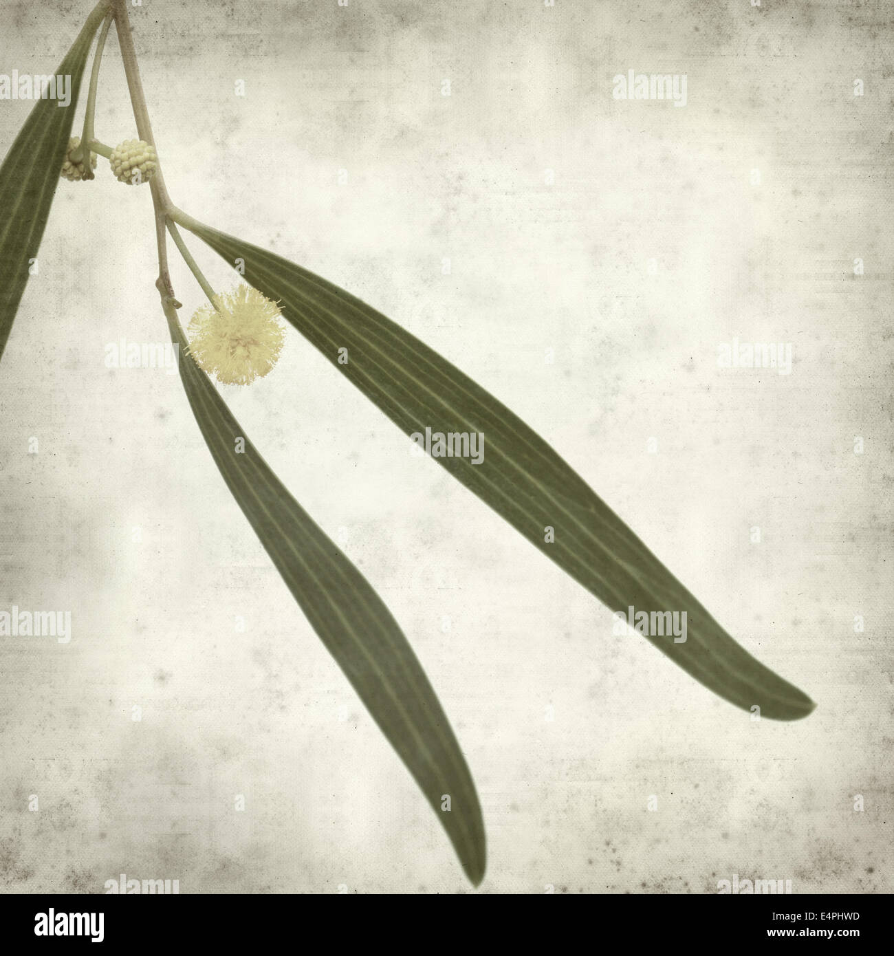 Old acacia hi-res stock photography and images - Alamy